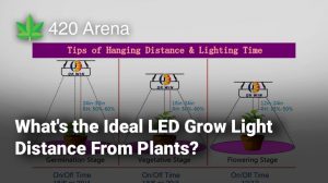 What's the Ideal LED Grow Light Distance From Plants?